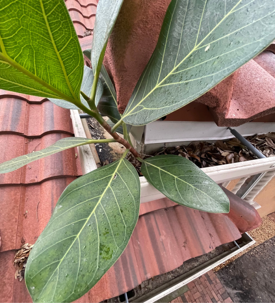 Leaf Guards - Efficient Pool Cages